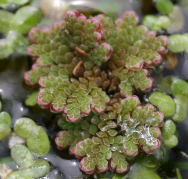 Water Fern (Azolla filiculoides) - Detail - Biodiversity Maps